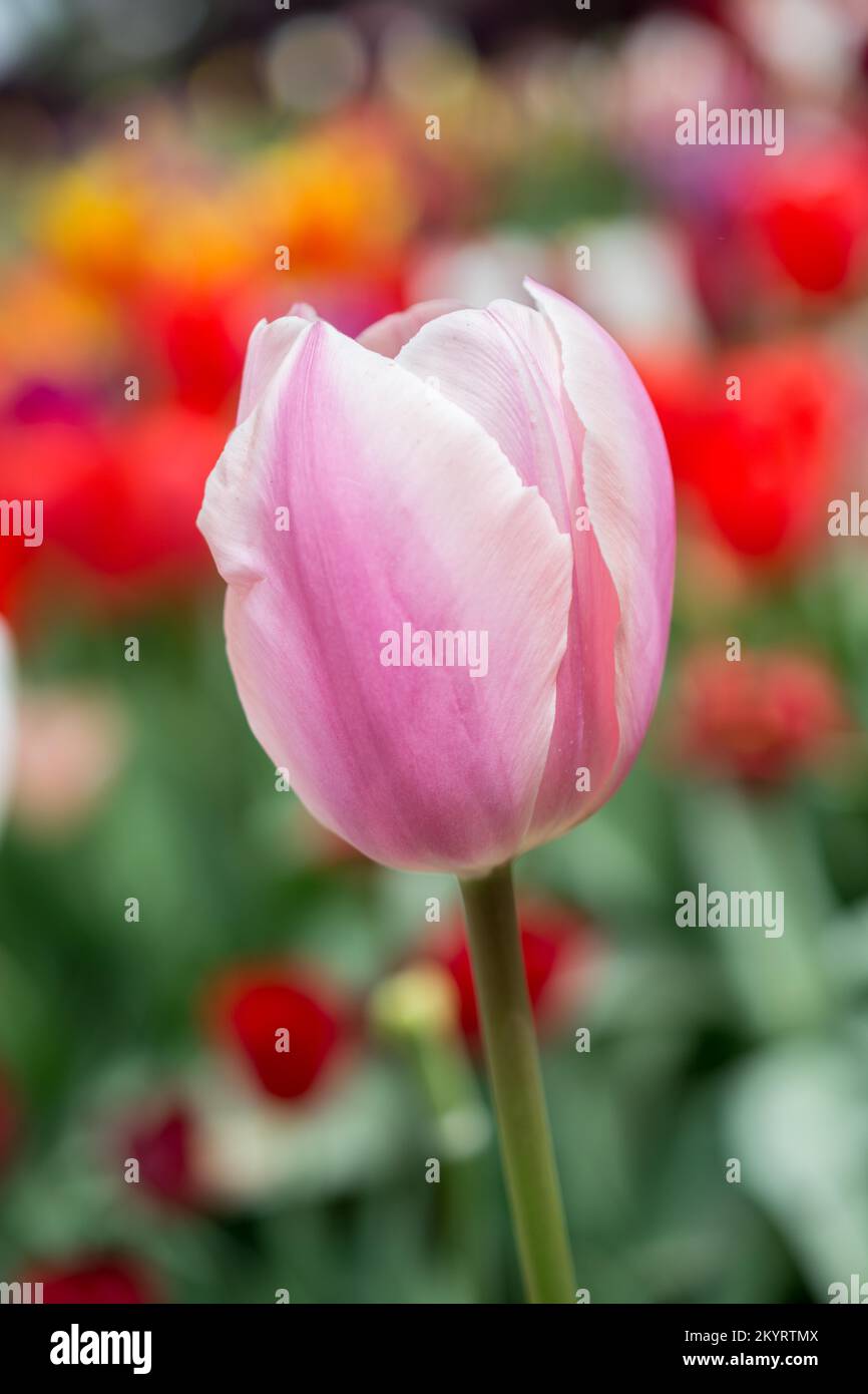 Outstanding colorful tulip flower bloom in the spring garden Stock ...