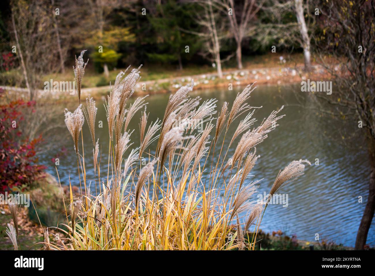 Dry plant found in nature background Stock Photo - Alamy