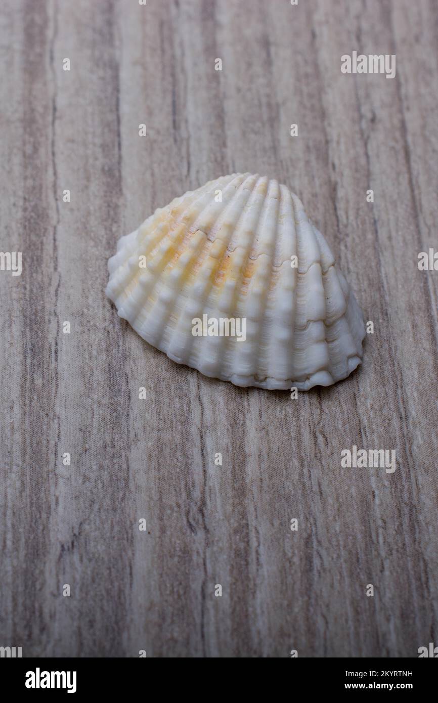 Little gold colored seashell on grey background Stock Photo - Alamy