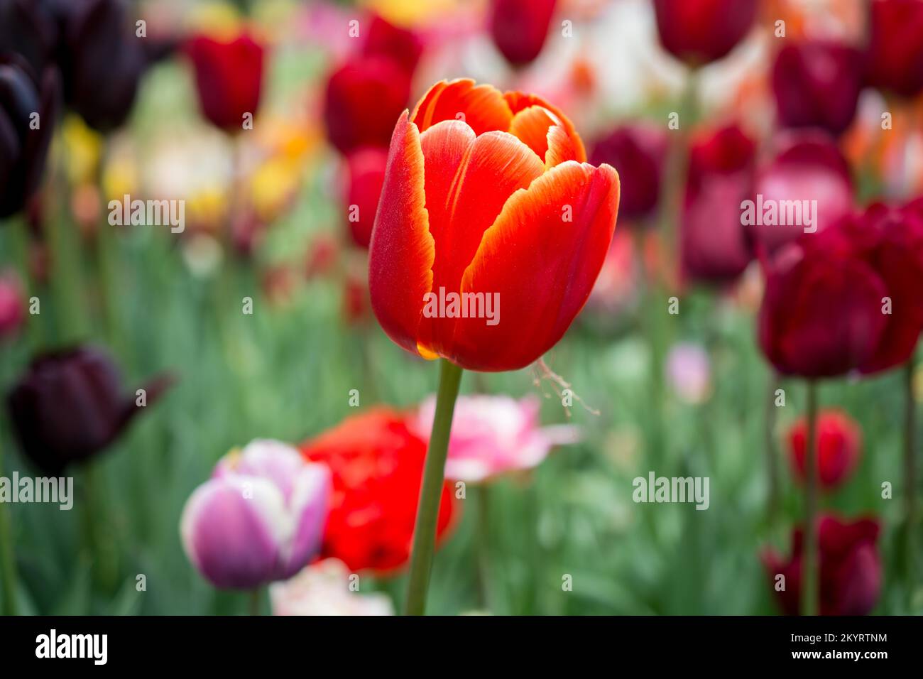Outstanding colorful tulip flower bloom in the spring garden Stock ...