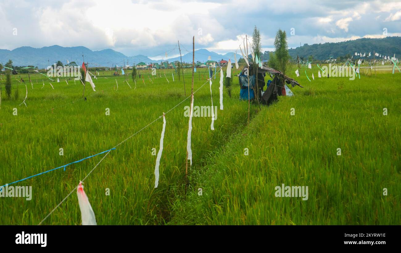 cabin in the middle of beautiful rice fields with cloudy skies Stock ...