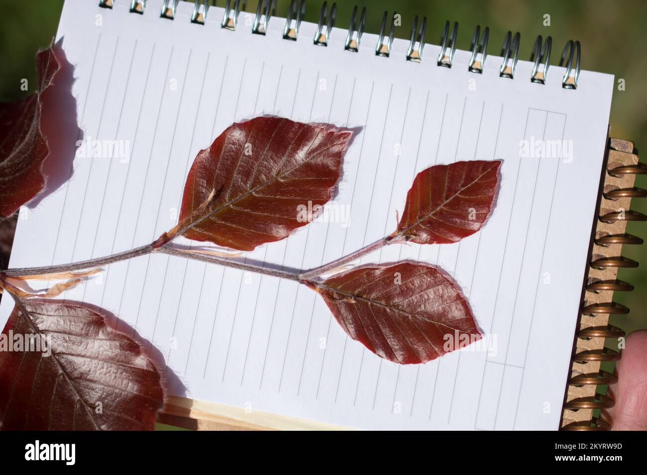 Leaves in hand over a notebook page Stock Photo - Alamy