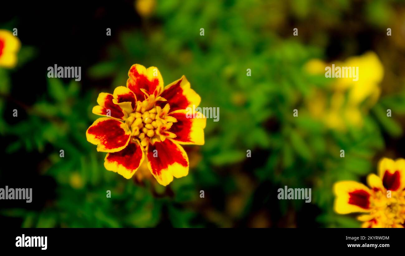 Beautiful and stunning marigold flowers Stock Photo - Alamy