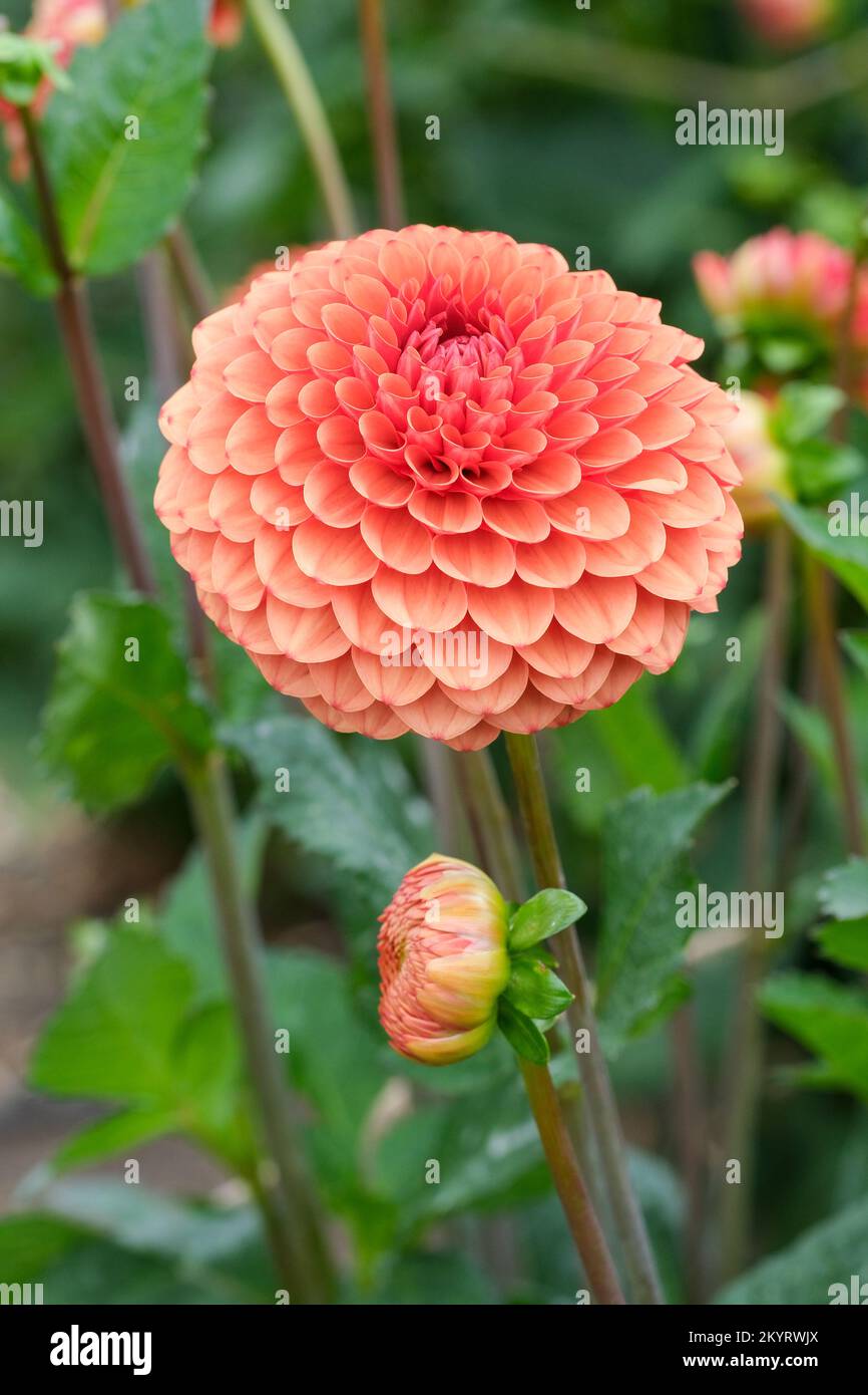 Dahlia brown sugar hi-res stock photography and images - Alamy