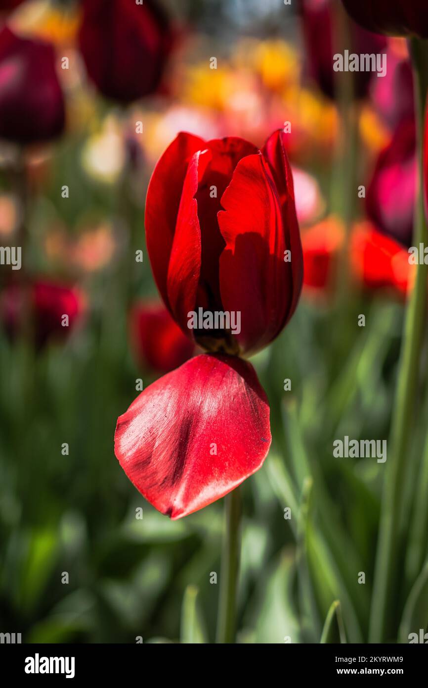 Beautiful tulips flower for postcard beauty concept design Stock Photo ...