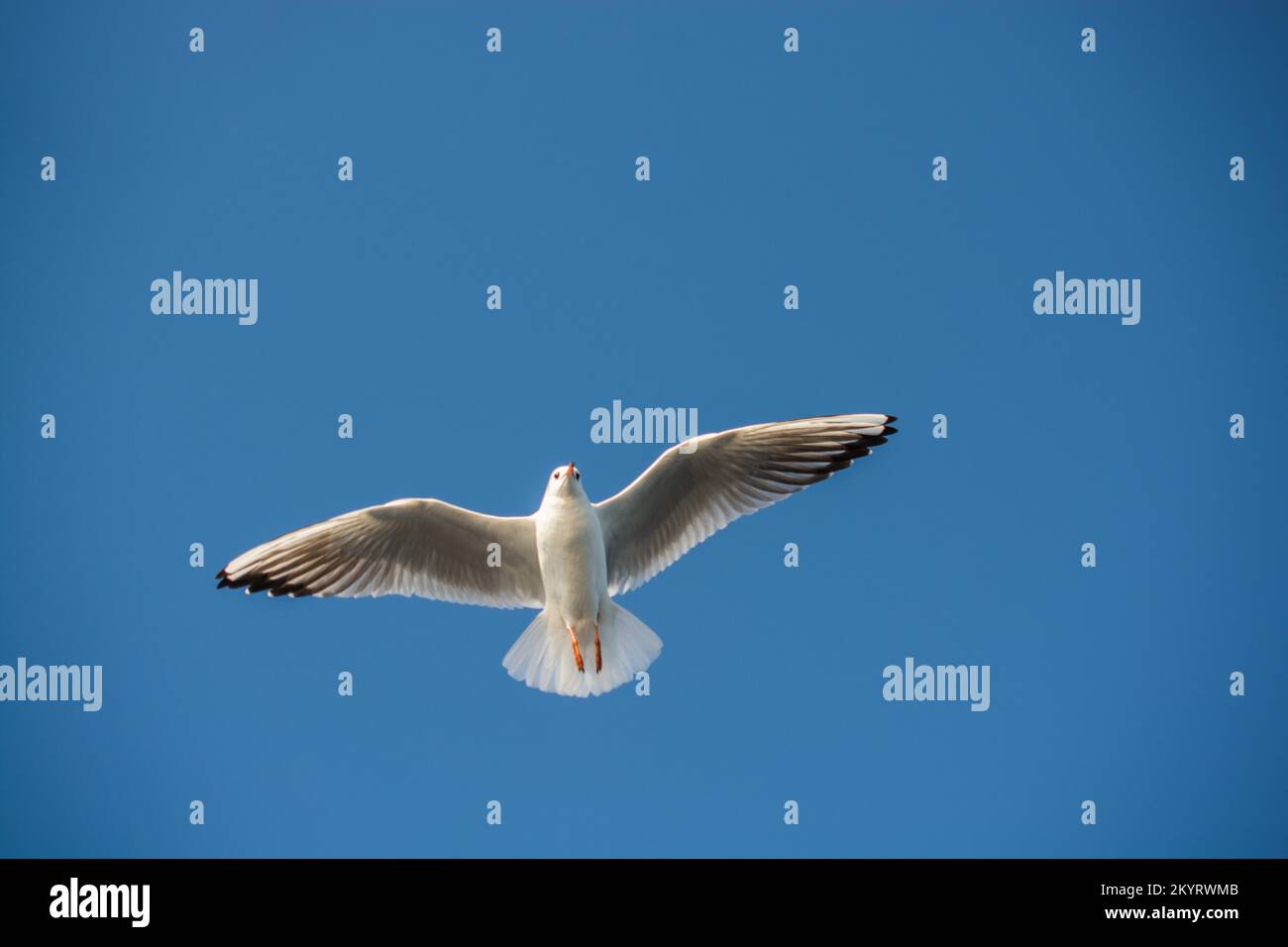 Single seagull flying in a blue sky background Stock Photo - Alamy