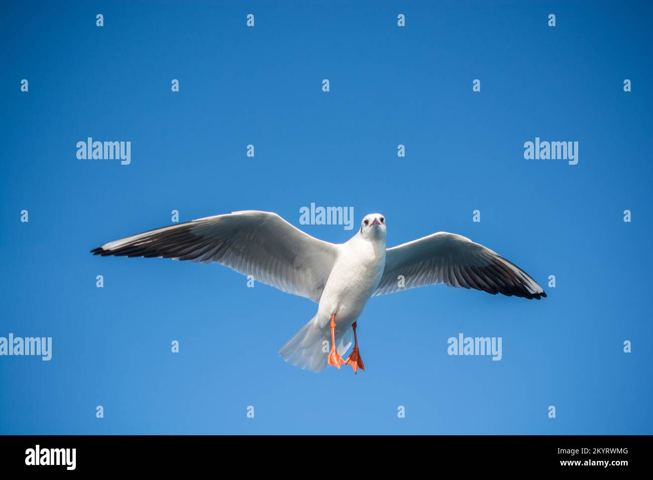 Single seagull flying in a blue sky background Stock Photo - Alamy