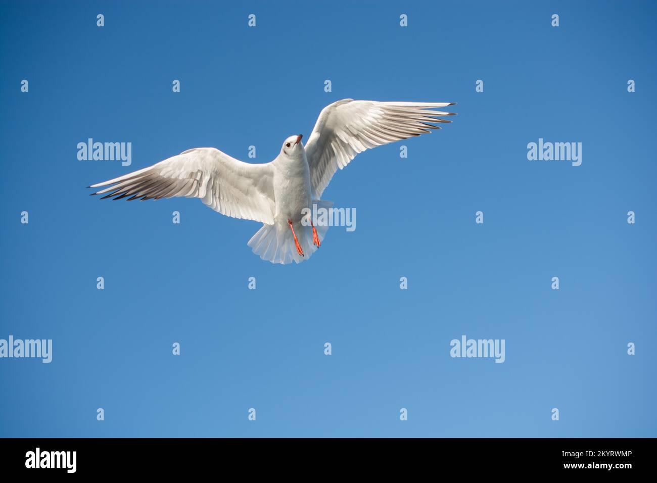Single seagull flying in a blue sky background Stock Photo - Alamy