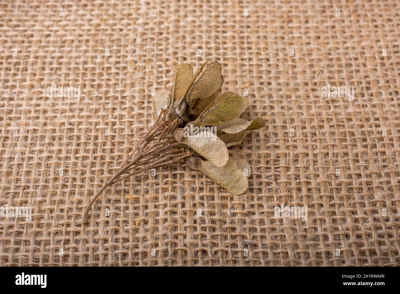 Dry leaf on brown linen canvas background Stock Photo - Alamy