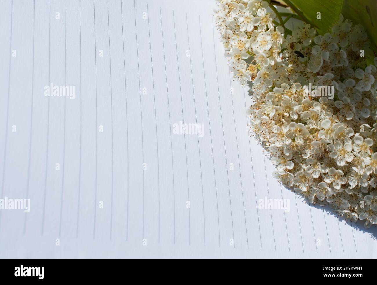 Colorful wild spring flowers in on a spiral a notebook Stock Photo - Alamy