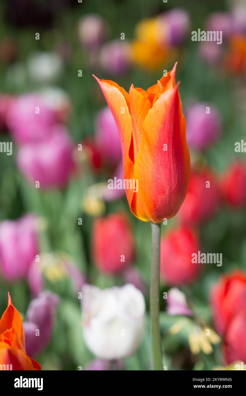 Outstanding colorful tulip flower bloom in the spring garden Stock ...