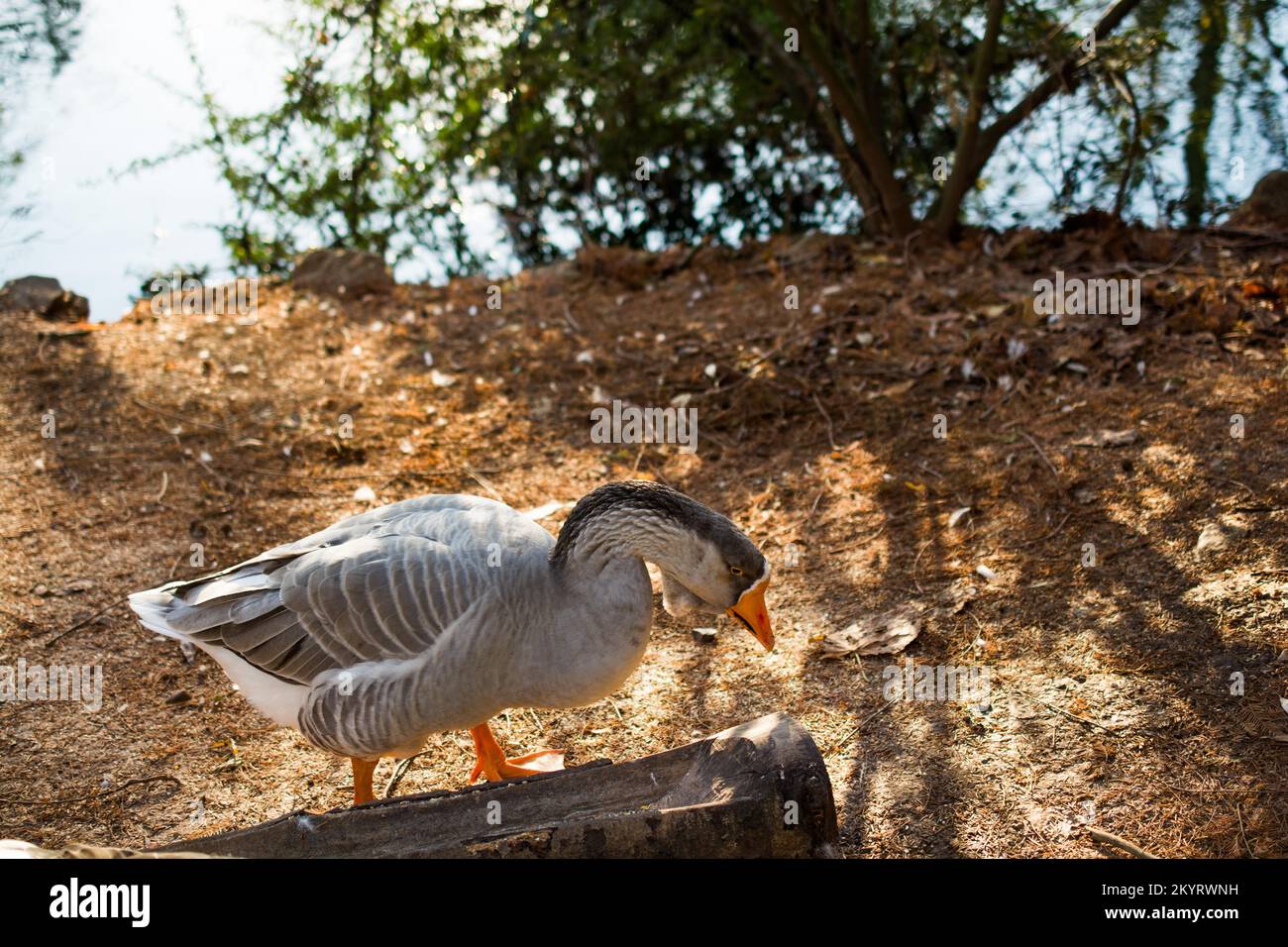 Alone duck bird hi-res stock photography and images - Alamy