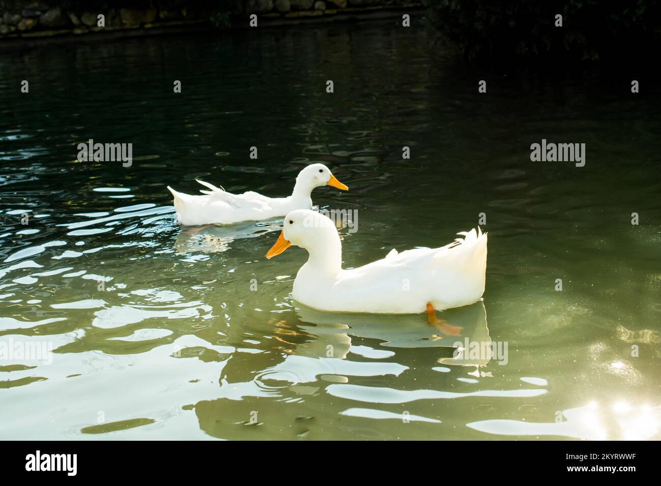 Ducks swim in a pond hi-res stock photography and images - Alamy