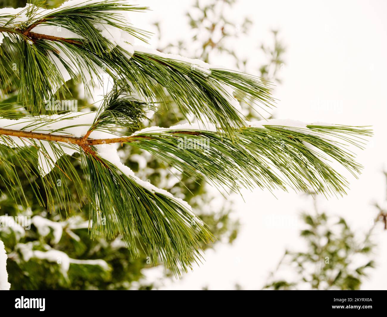 Long needles pine hi-res stock photography and images - Alamy