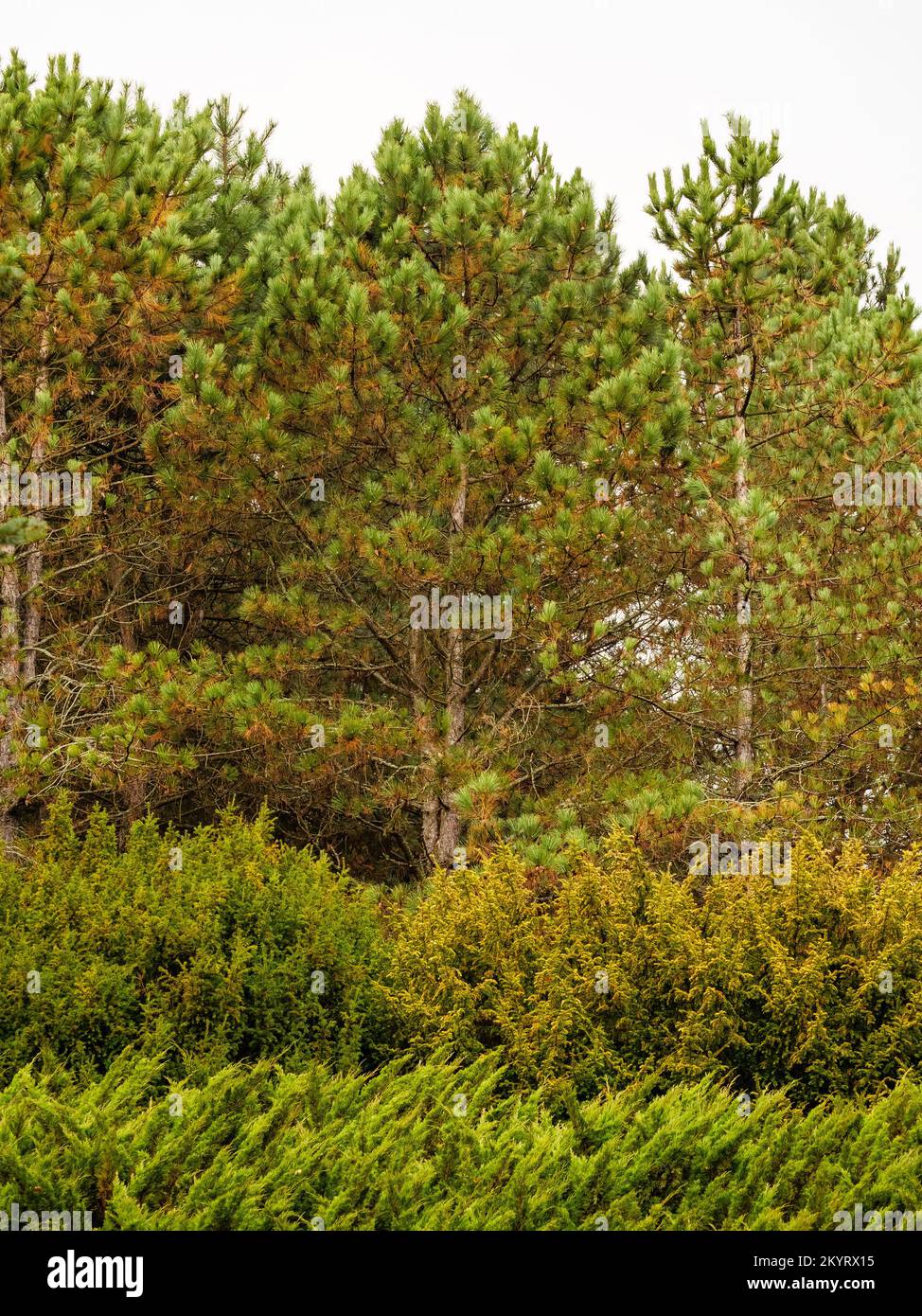 Thuja and pine trees and bushes with green and brown branches Stock ...
