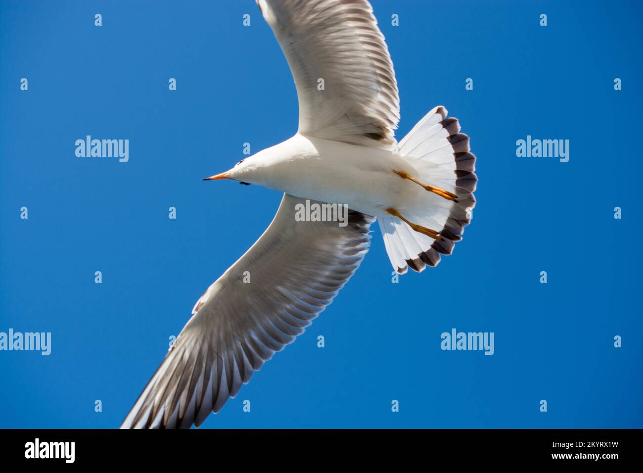 Single seagull flying in a blue sky as a background Stock Photo - Alamy