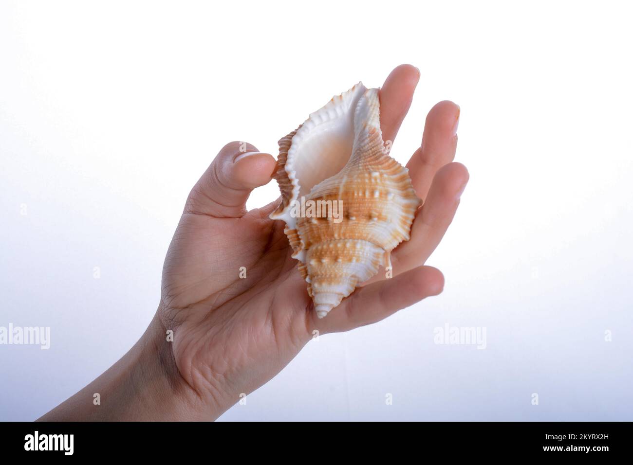 Hand holding a sea shell on a white background Stock Photo - Alamy
