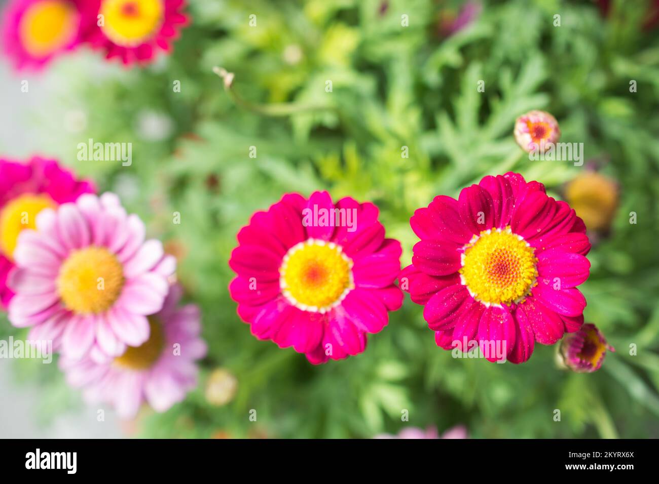 Blooming beautiful colorful fresh natural flowers in view Stock Photo ...