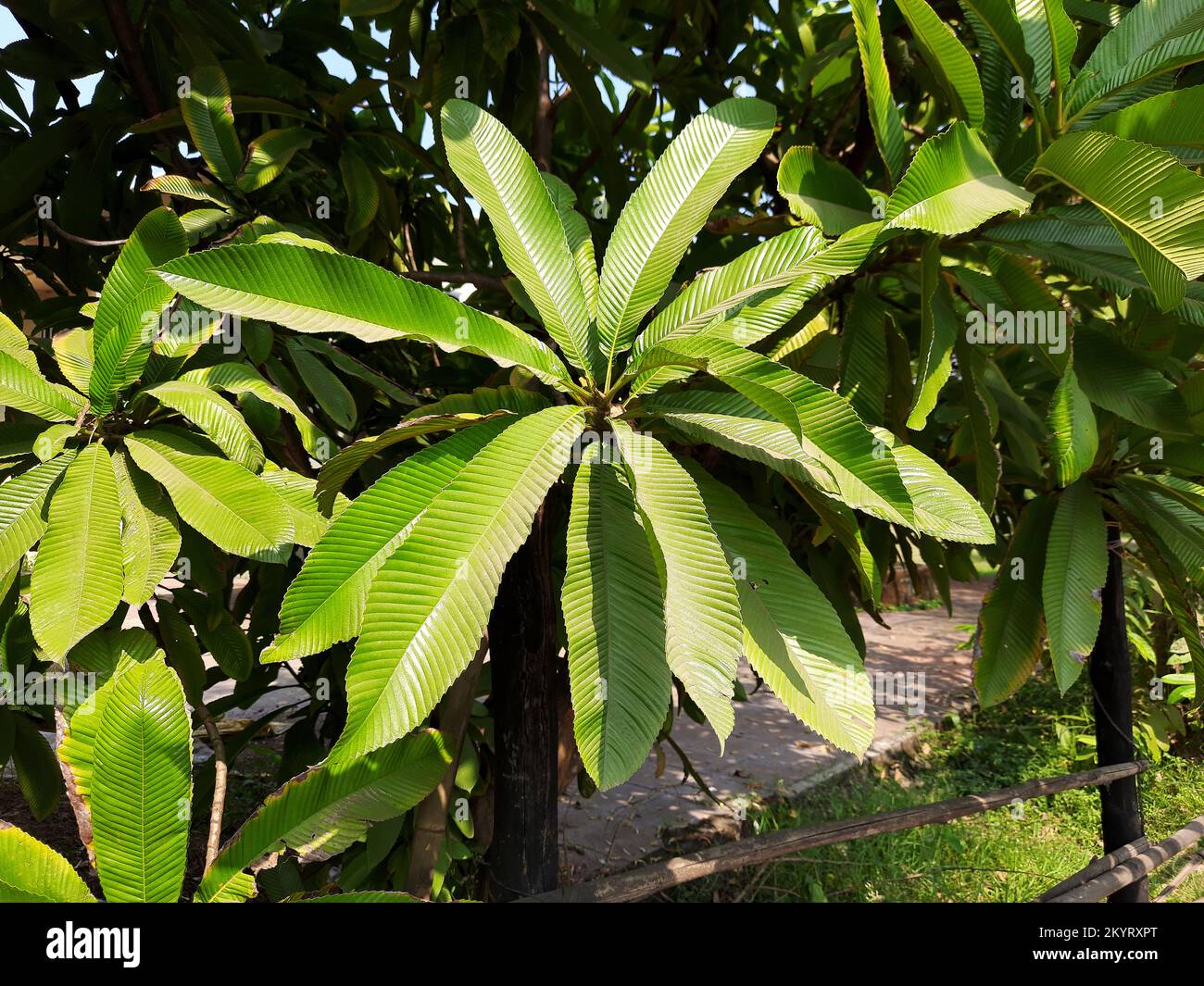 Beautiful leaves of Dillenia Indica tree at Varsoli Alibag state ...