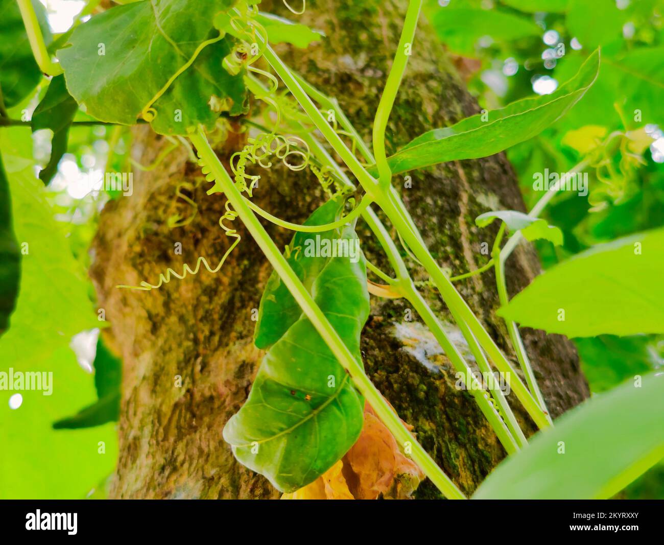 Village nature tree in Bangladesh , Tree , blue sky, Beautiful trees in ...
