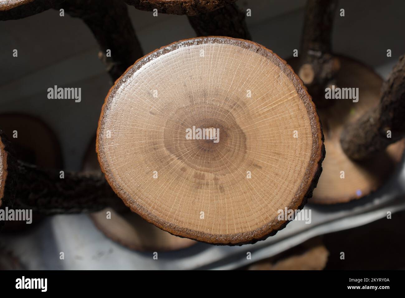 Small piece of cut wood log used for wood texture background Stock ...
