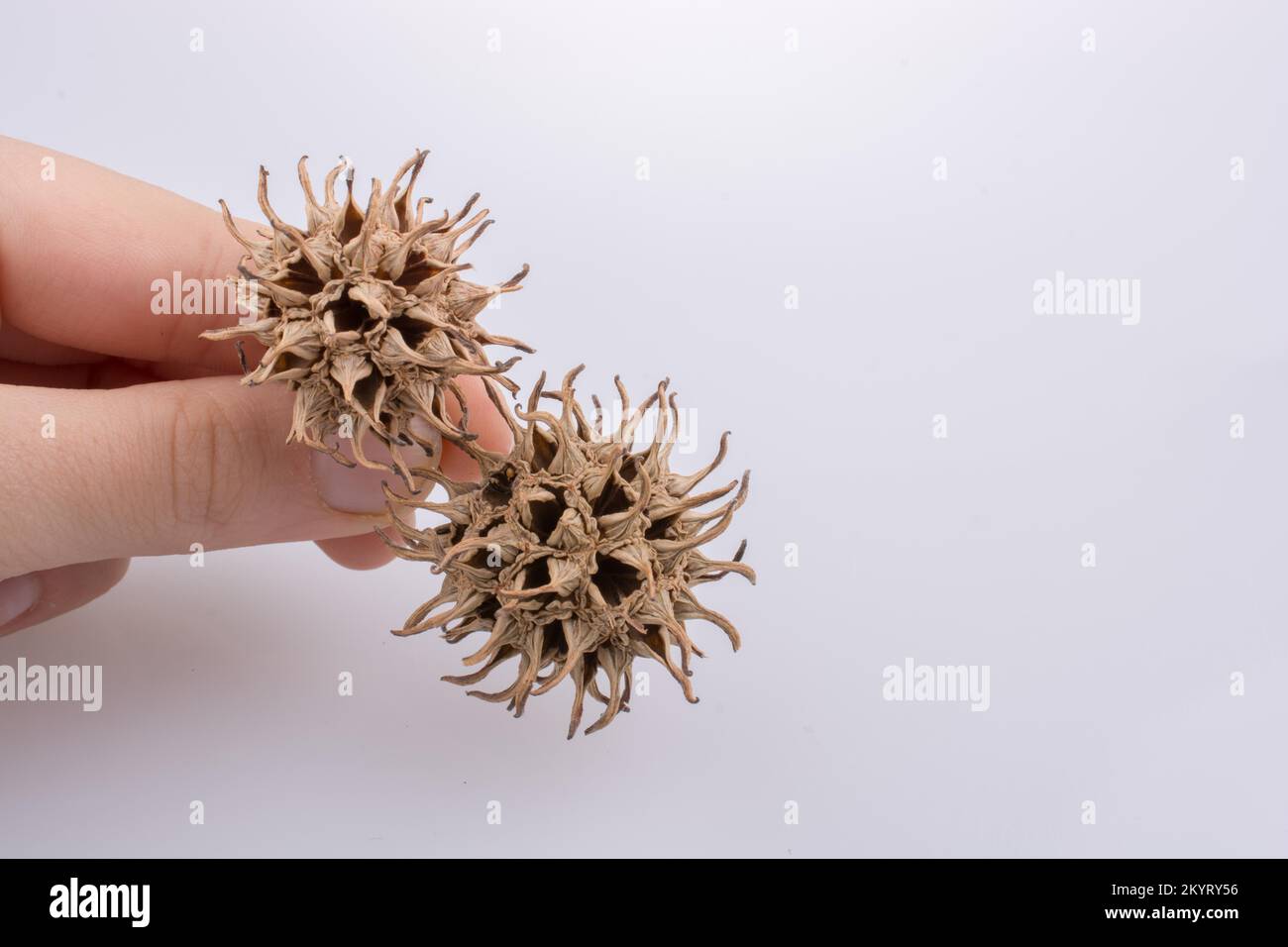 Hand holding brown pod or capsule in hand on a white background Stock ...