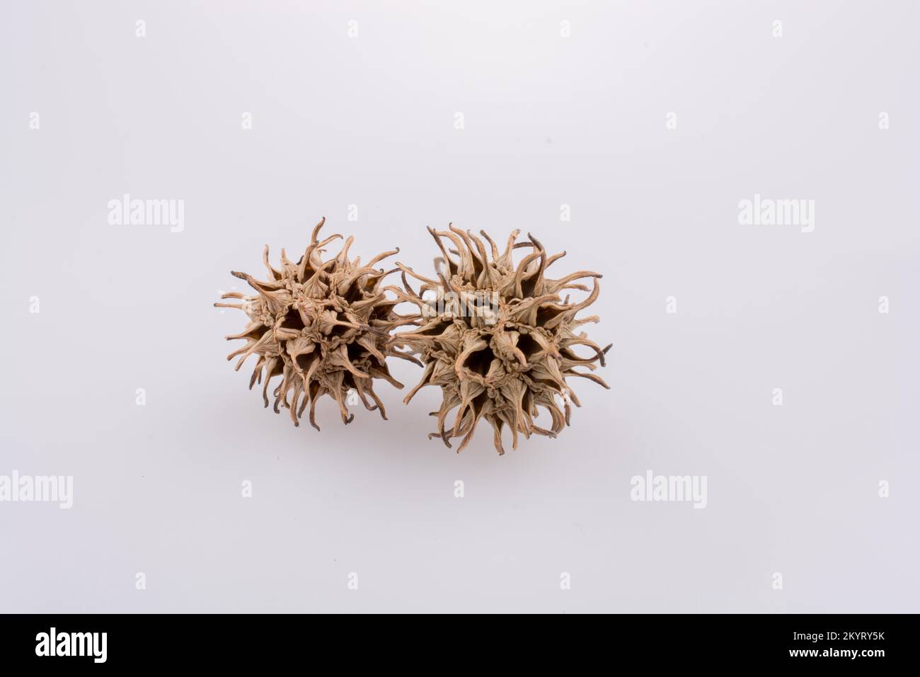 Brown pod or capsule on a white background Stock Photo - Alamy