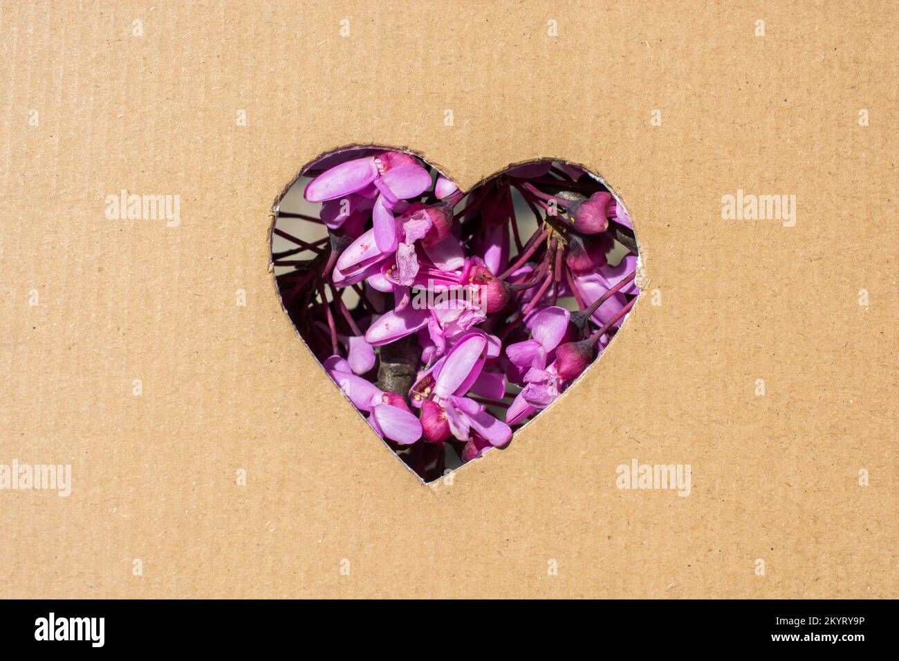 Flowers seen through heart shape cut out of cardboard Stock Photo - Alamy