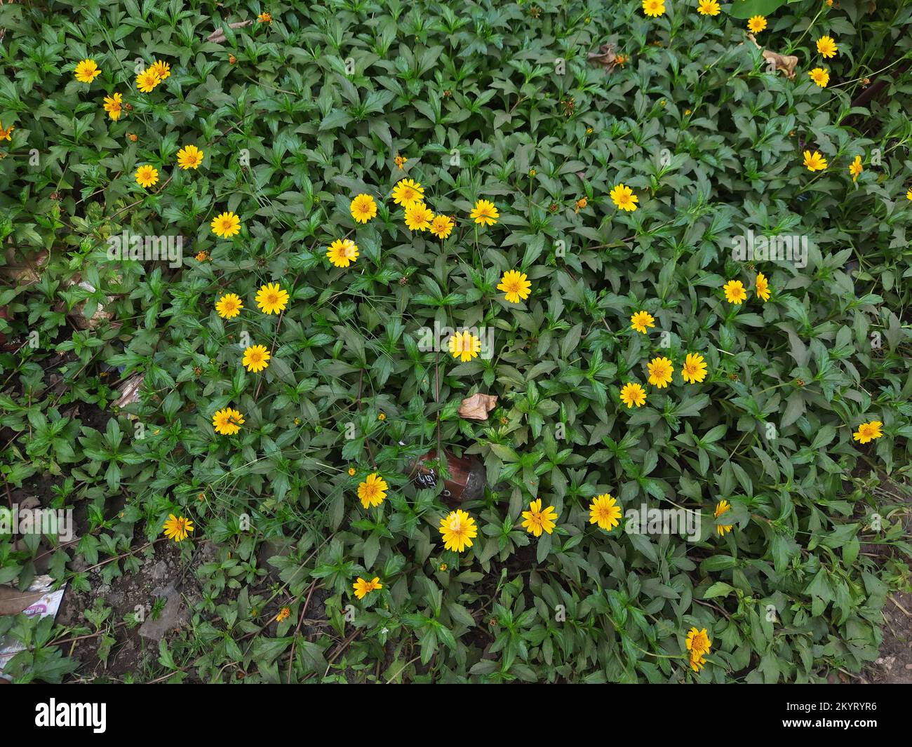 State flower of maharashtra hi-res stock photography and images - Alamy