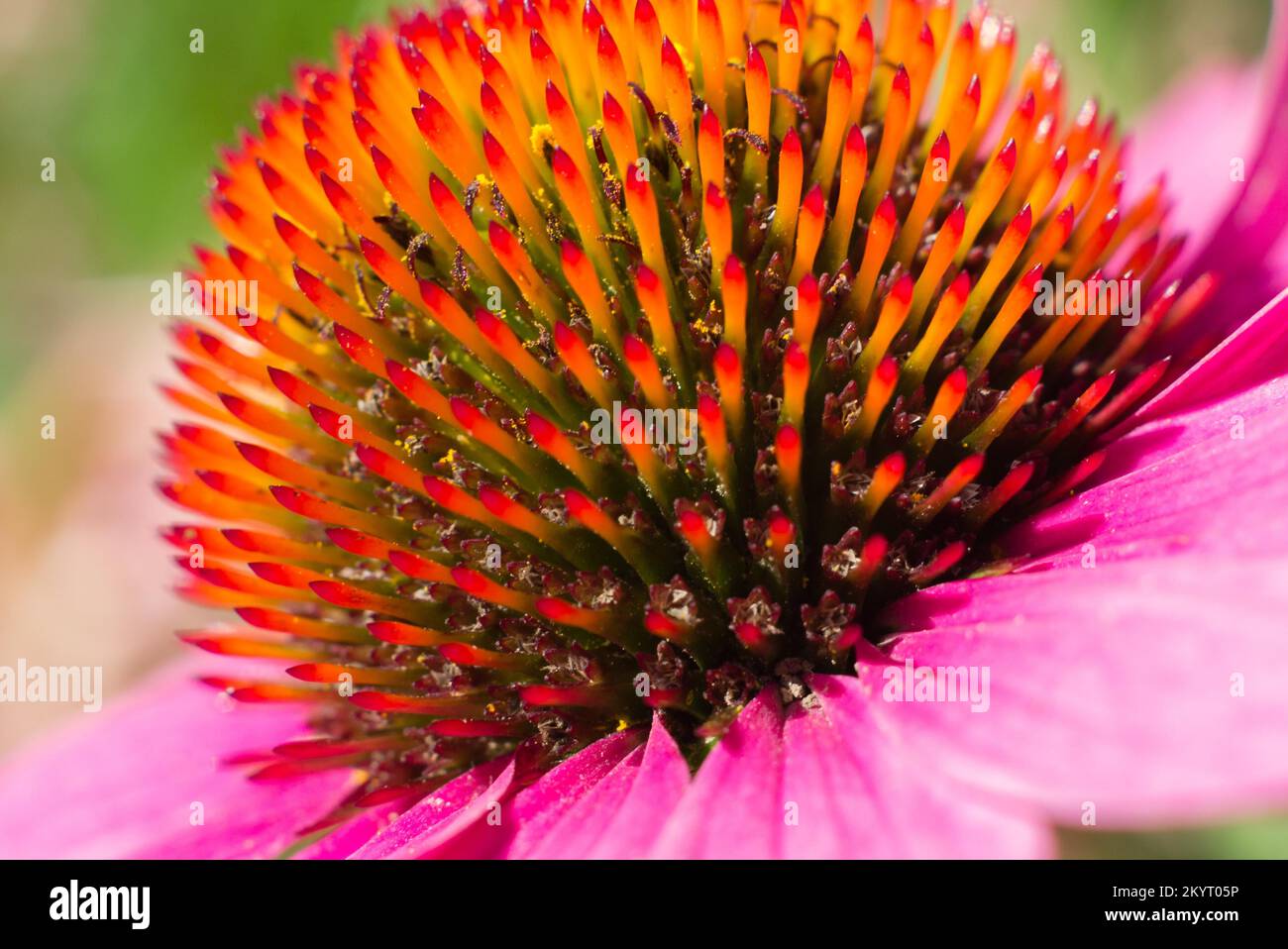 Close up flower of purple coneflower (echinacea) purpurea Stock Photo ...