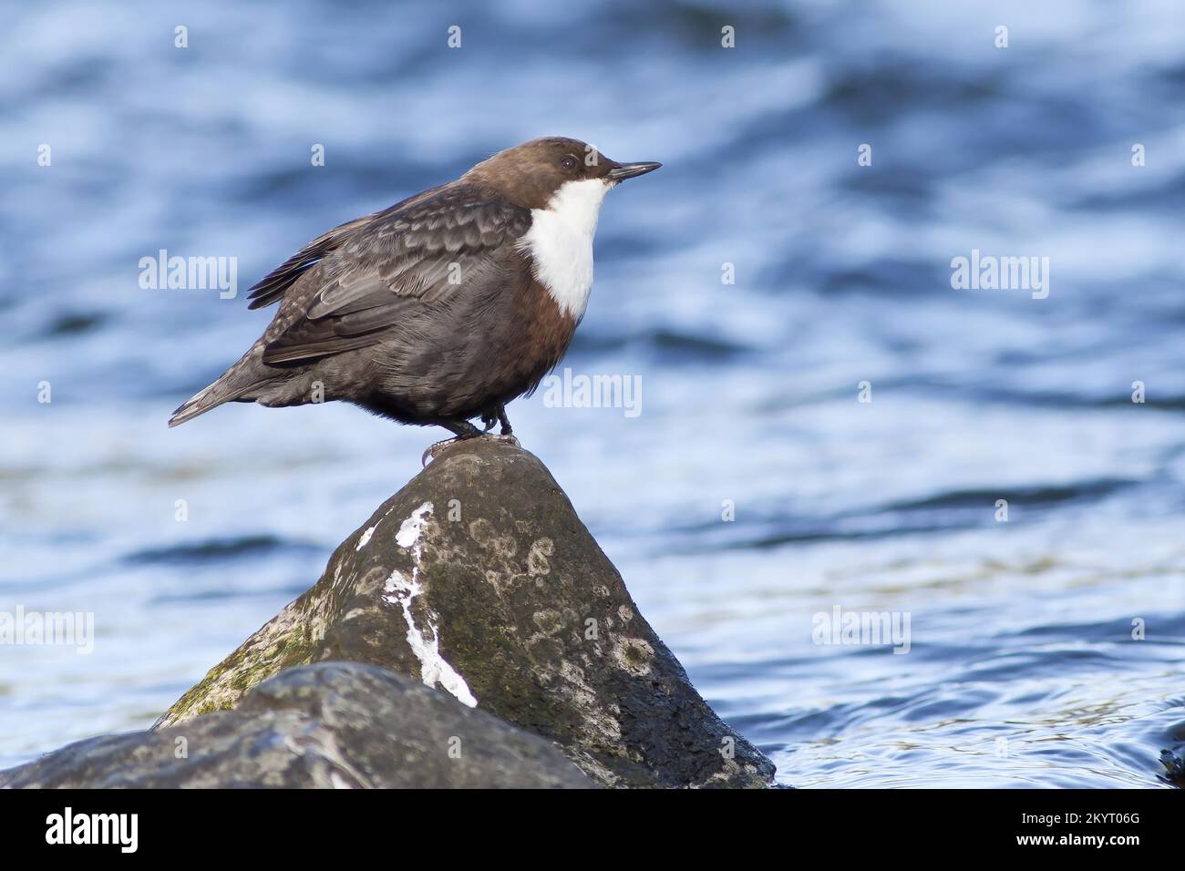 White-breasted dipper (Cinclus cinclus) standing on stone, Hesse ...