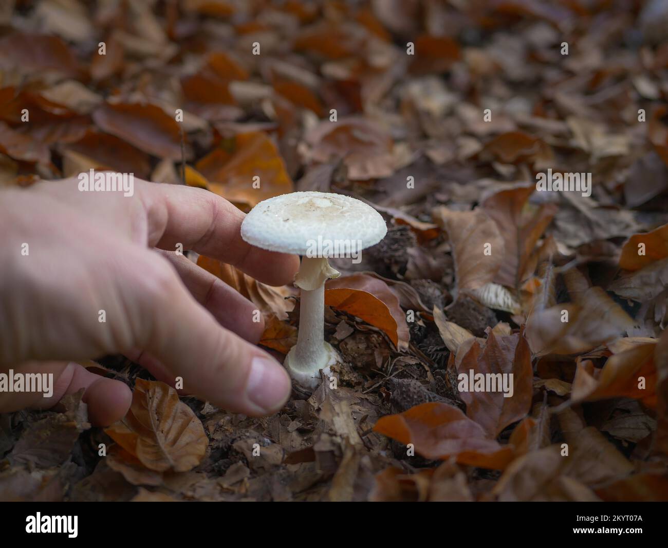 Hand is going to pick a death cap fungus (Amanita Phalloides Stock ...