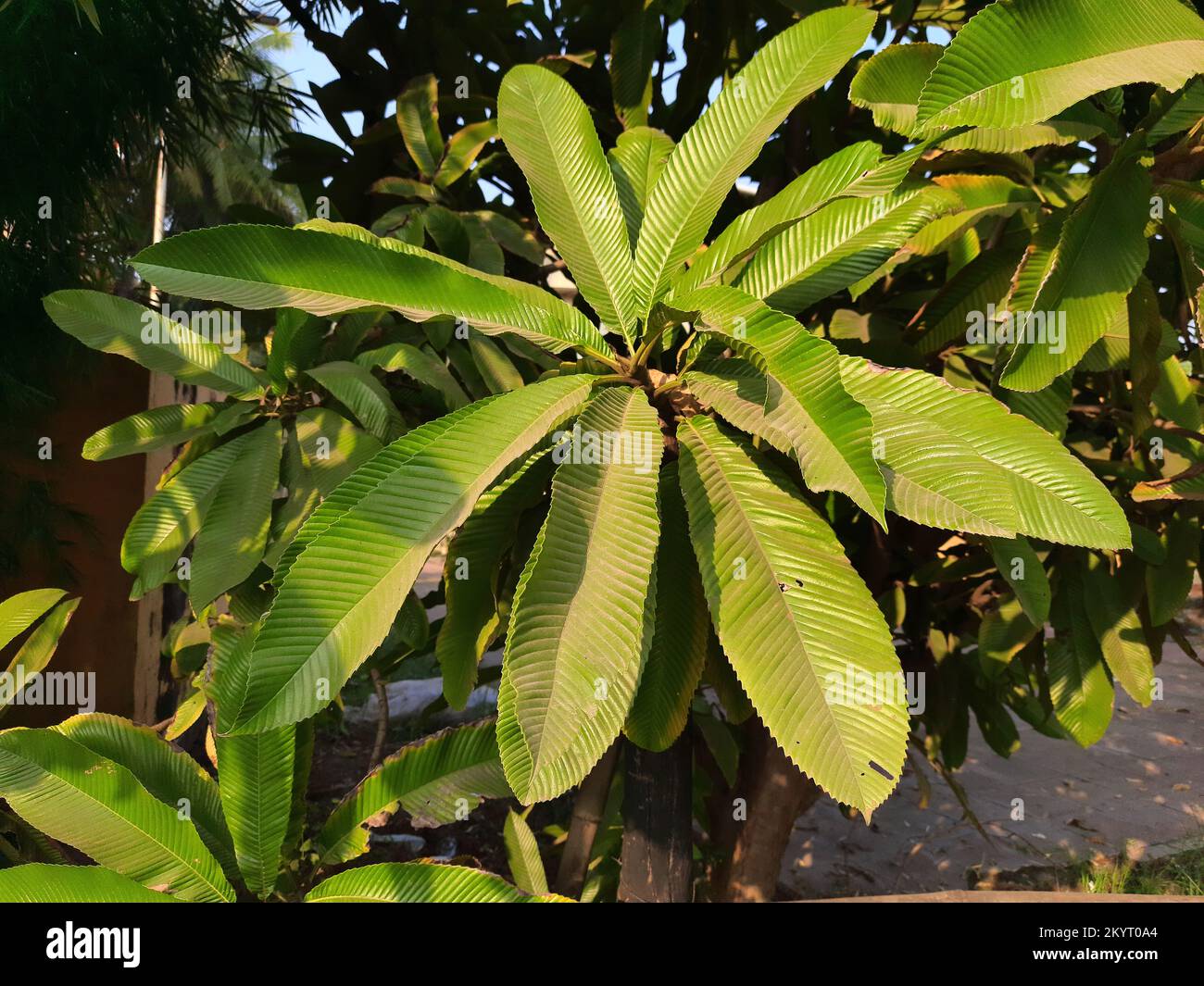 Beautiful leaves of Dillenia Indica tree at Varsoli Alibag state ...