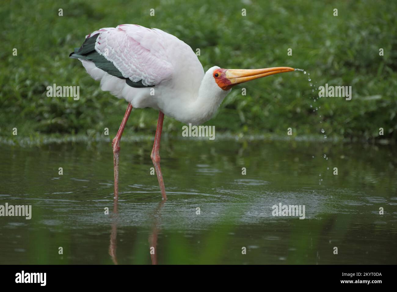 Stork drinking hi-res stock photography and images - Alamy