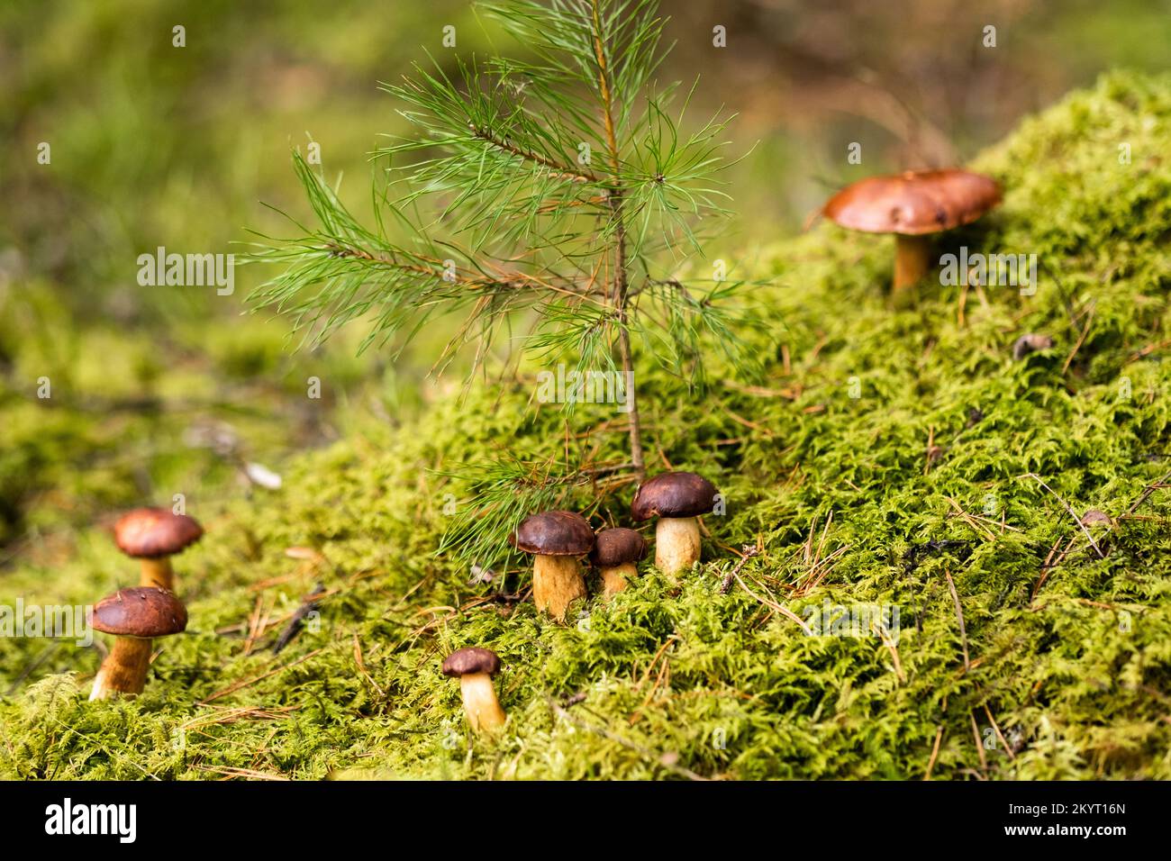 There are a lot of mushrooms lying in the forest on green moss. A lot ...