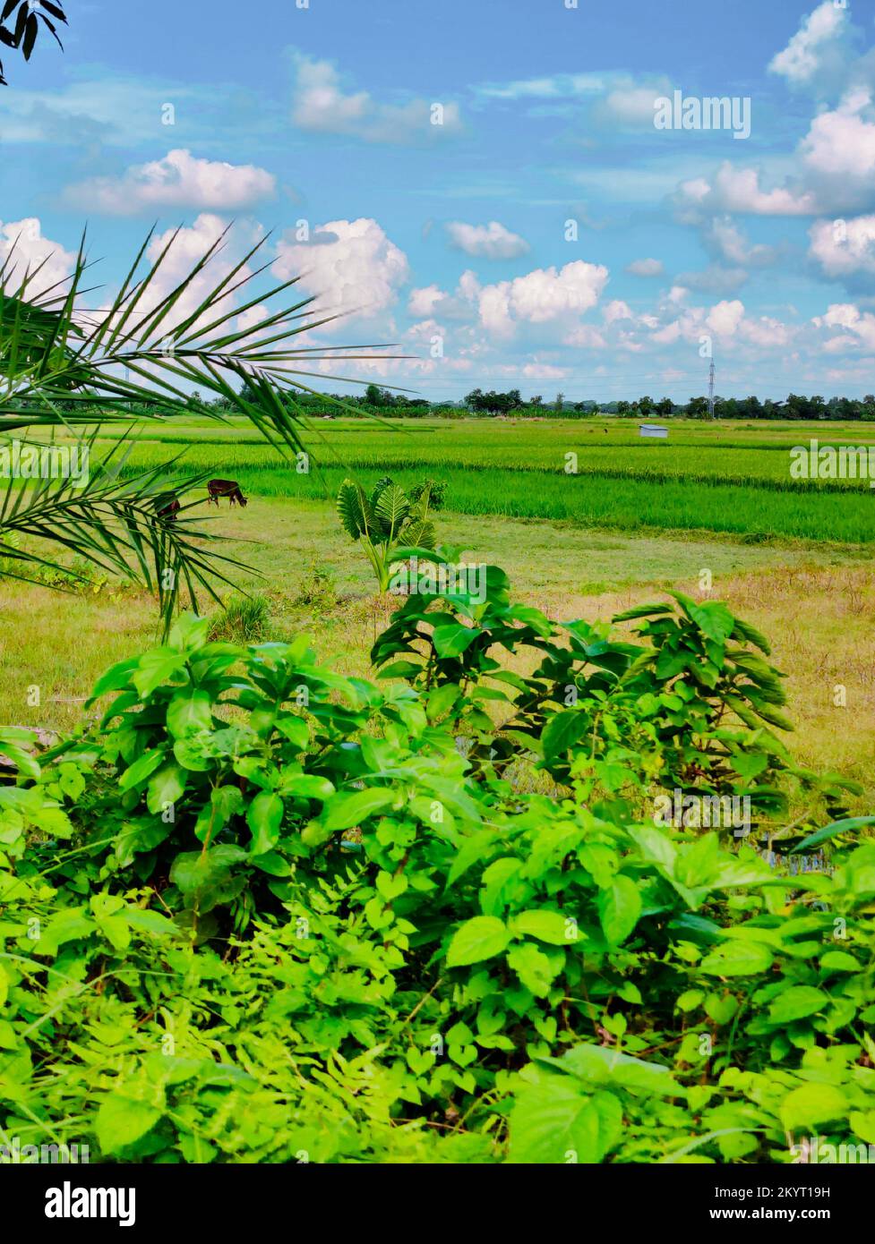 Village flower bangladesh hi-res stock photography and images - Alamy