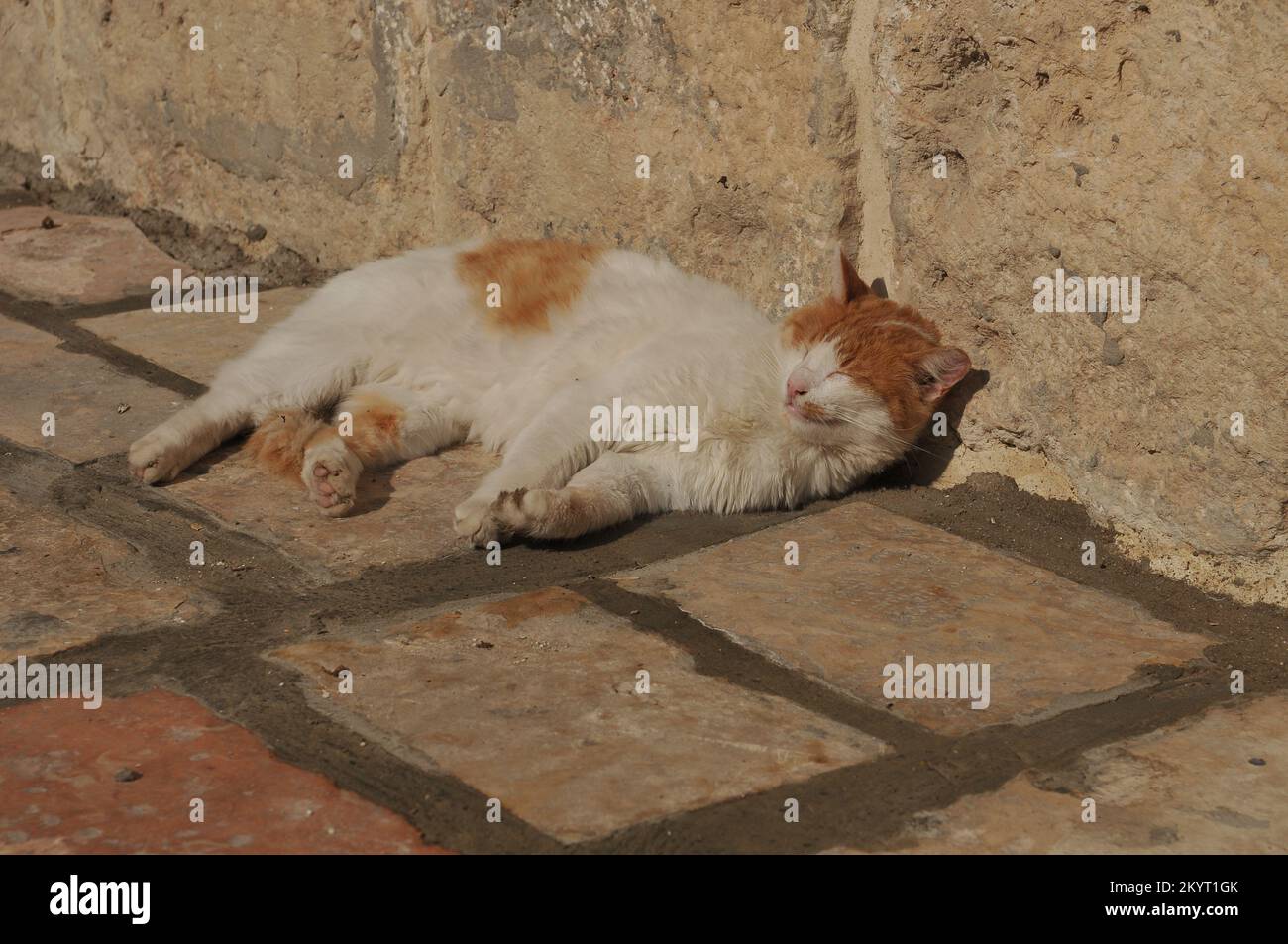 Tired Stray red Cat Laying Lazy in the sun Stock Photo - Alamy