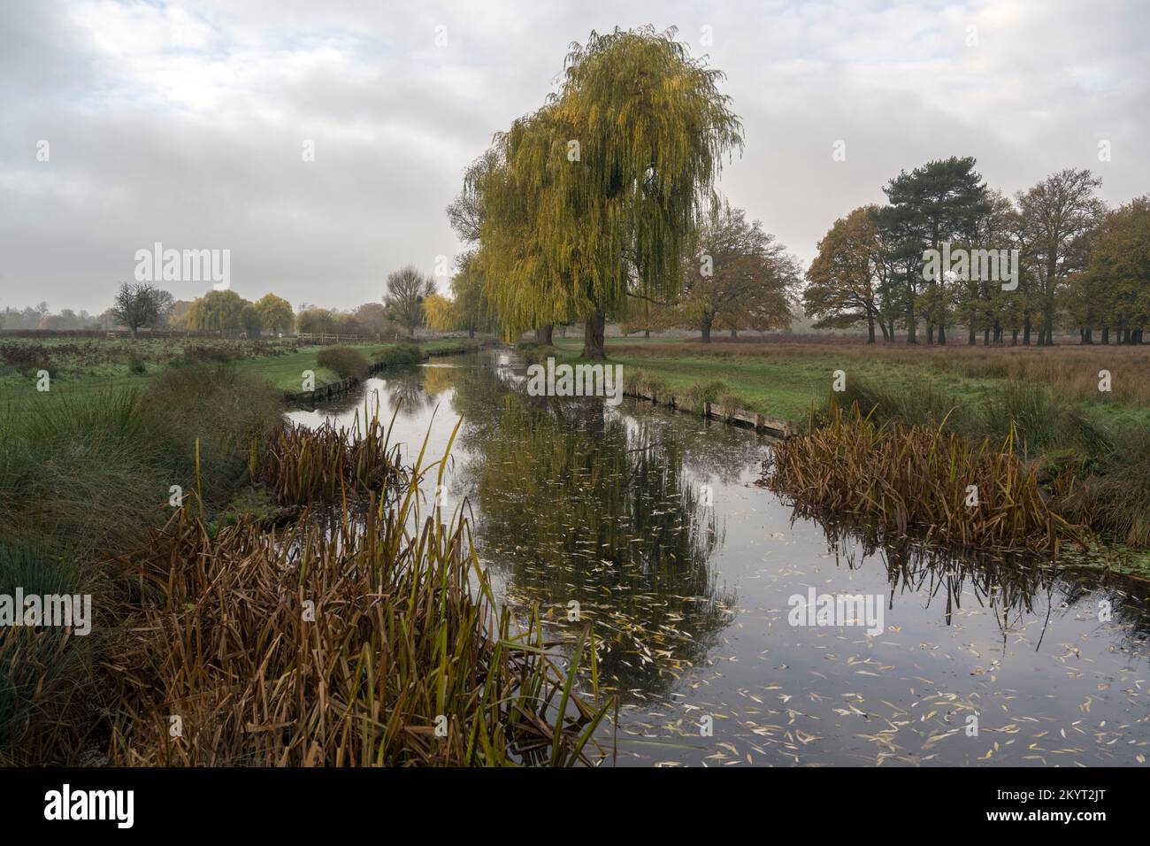 December cold morning at Bushy Park in Surrey England Stock Photo - Alamy