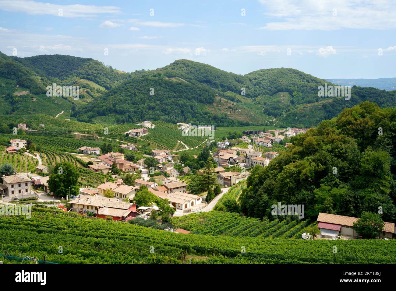 Vineyards along the Road of Prosecco e Conegliano Wines, in Treviso ...