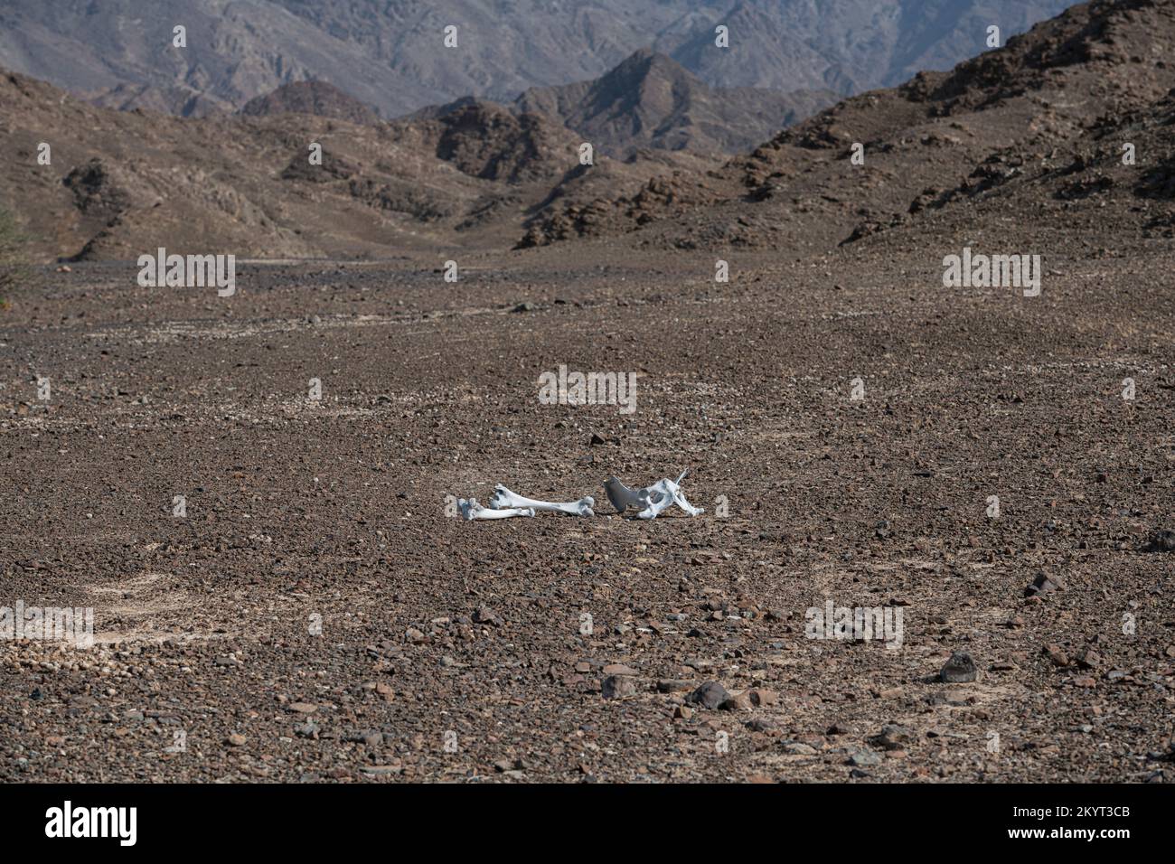 Dead animal dry bones, Hajar Mountains, rocky, hot and arid environment ...