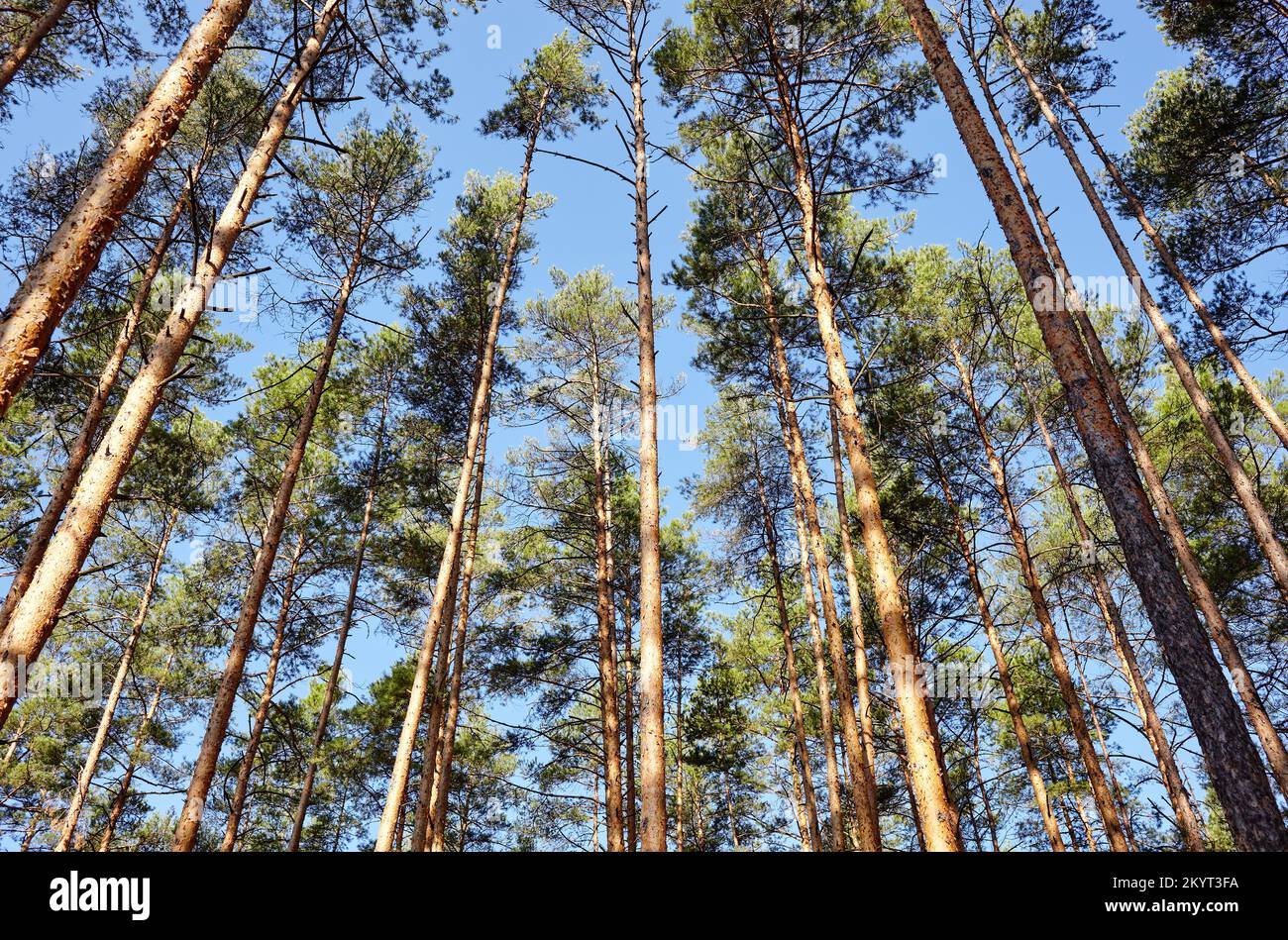 Pine tree forest. Beautiful summer forest on a summers day Stock Photo ...
