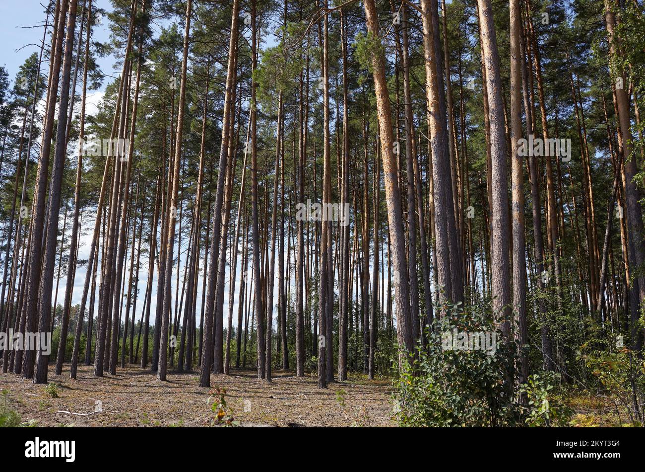 Pine tree forest. Beautiful summer forest on a summers day Stock Photo ...