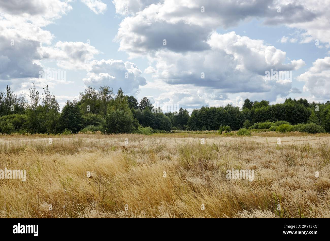 Bright summer forest against the sky and meadows. Beautiful landscape ...