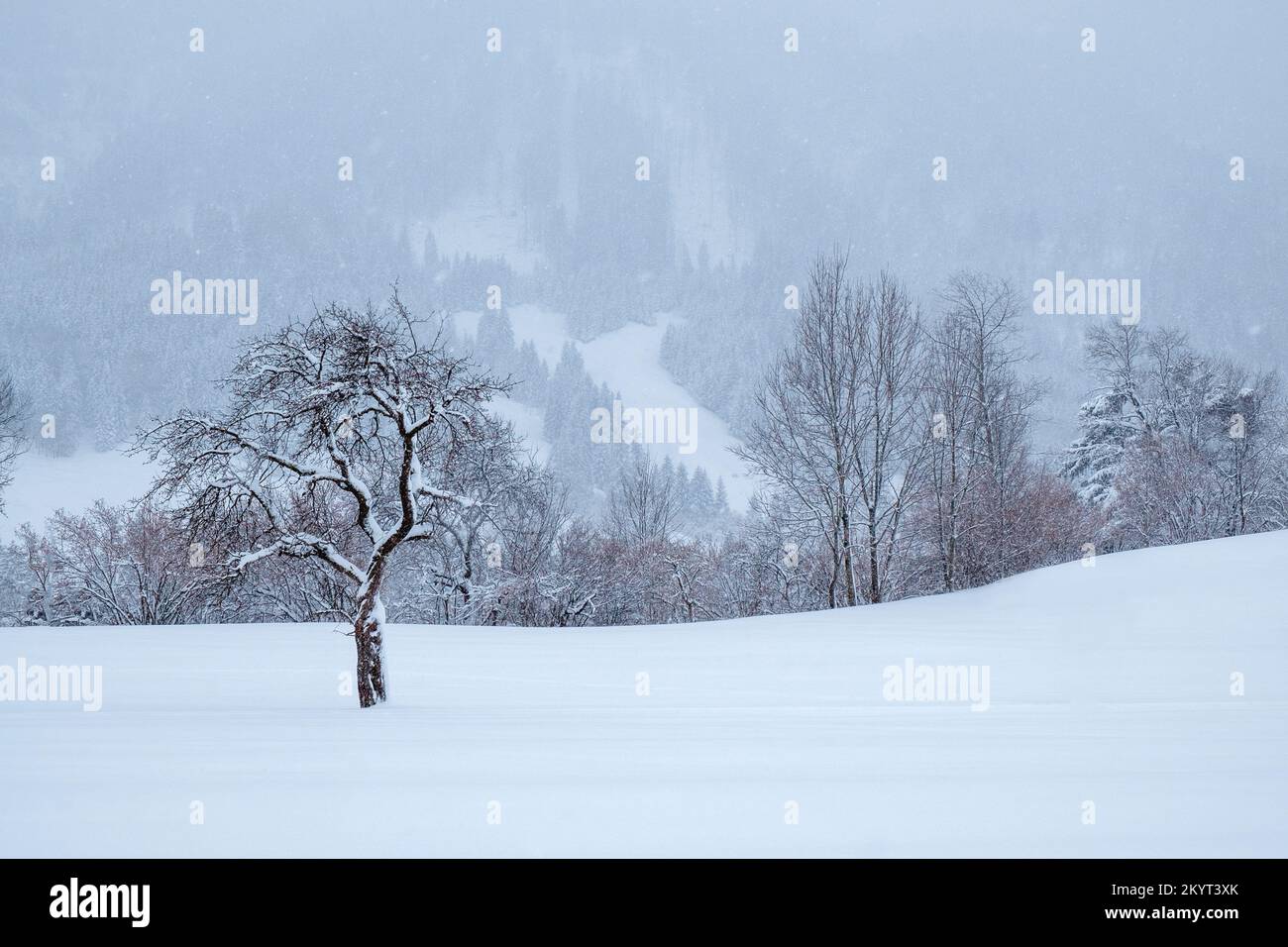 Winter snow covered forest snowdrifts hi-res stock photography and ...