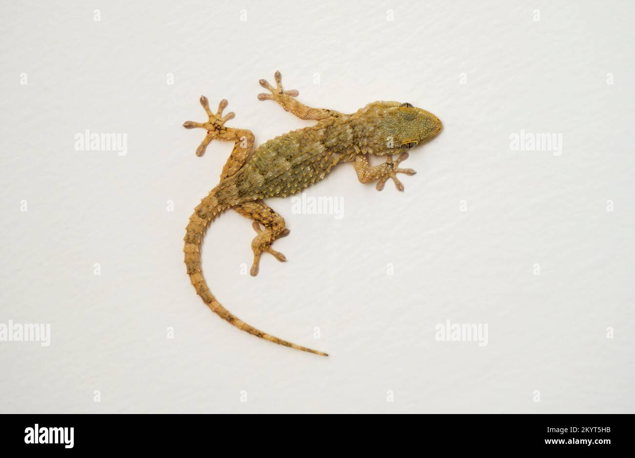 Gecko, europe, Moorish wall gecko, on a white wall. Andalusia, Spain ...