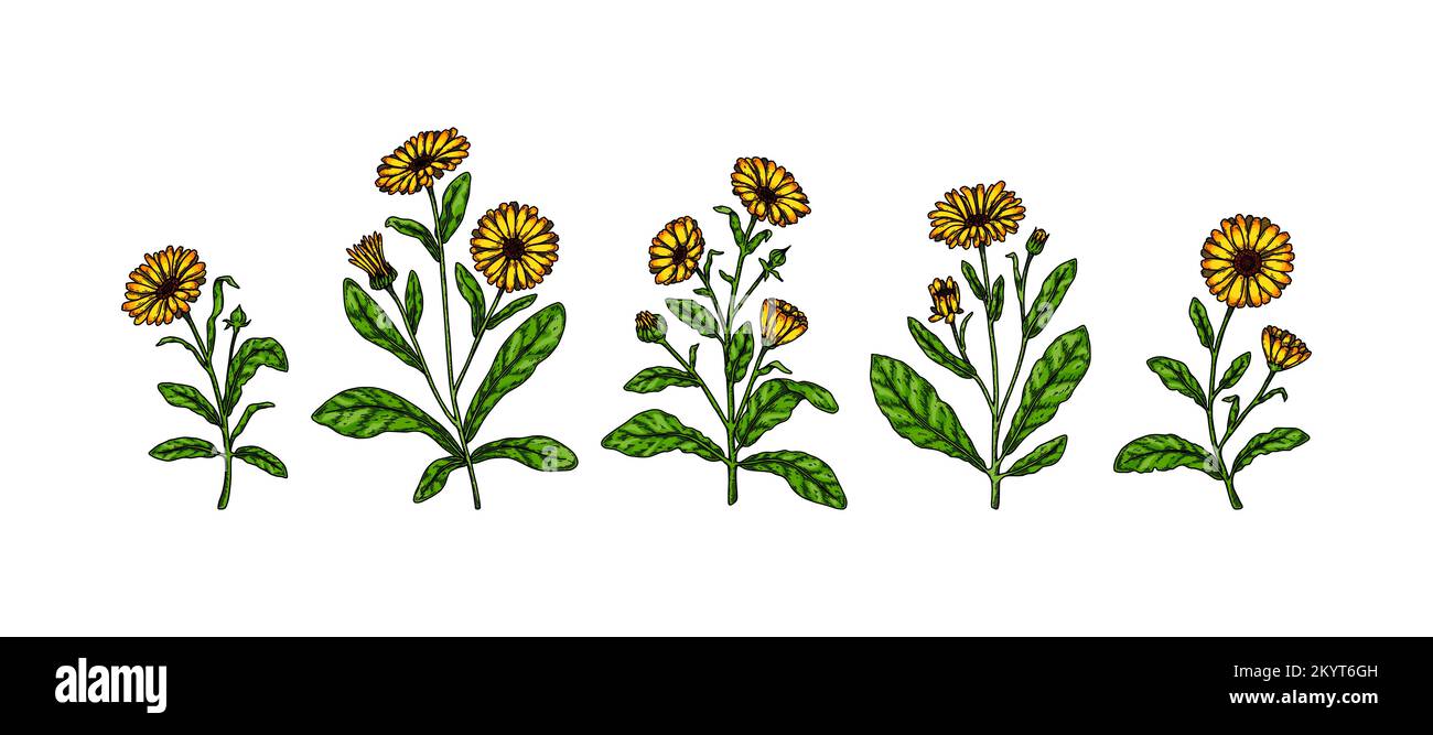 Set of hand drawn calendula flowering plants isolated on white ...