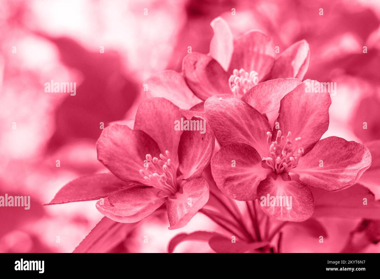 Trendy color of the year 2023. Branch of blossoming pink apple-treein ...