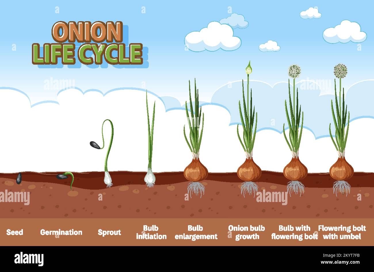 Onion Plant Growth Stages illustration Stock Vector Image & Art - Alamy
