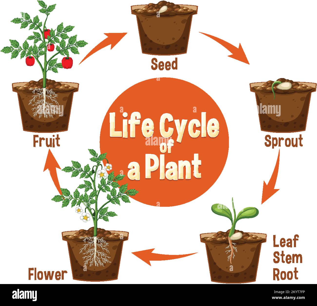 Life cycle of a plant diagram illustration Stock Vector Image & Art - Alamy