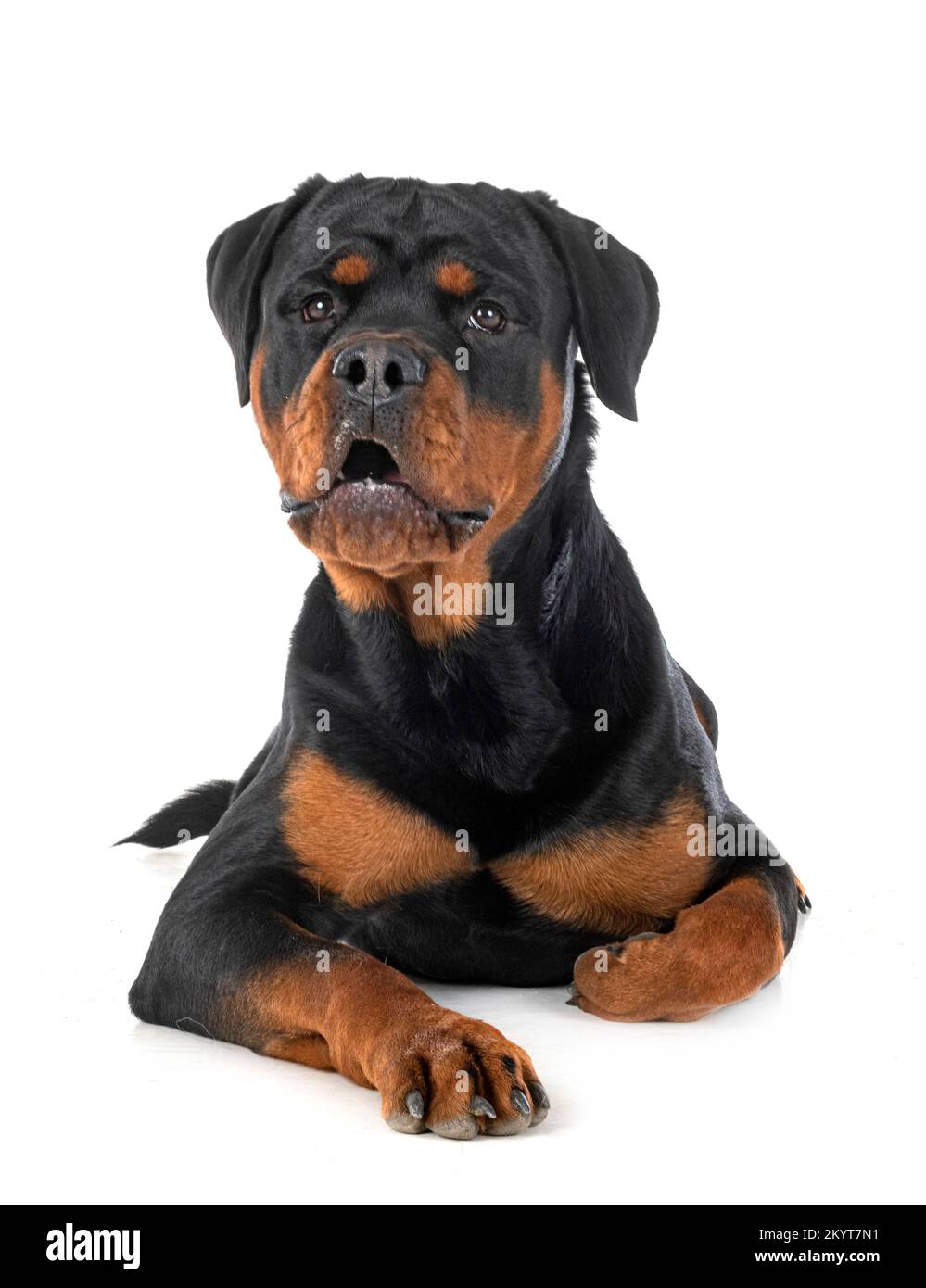 purebred rottweiler in front of white background Stock Photo - Alamy